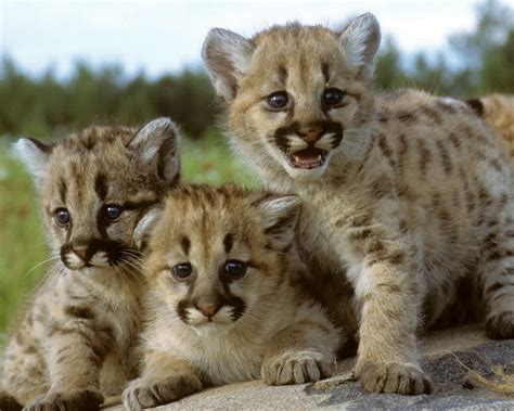 Puma Cubs