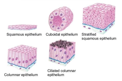 Types Of Epithelial Tissue Squamous Cuboidal Columnar And… By Nazrahussain Jul 2024