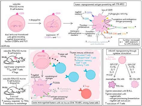 Antigen Presenting Cells