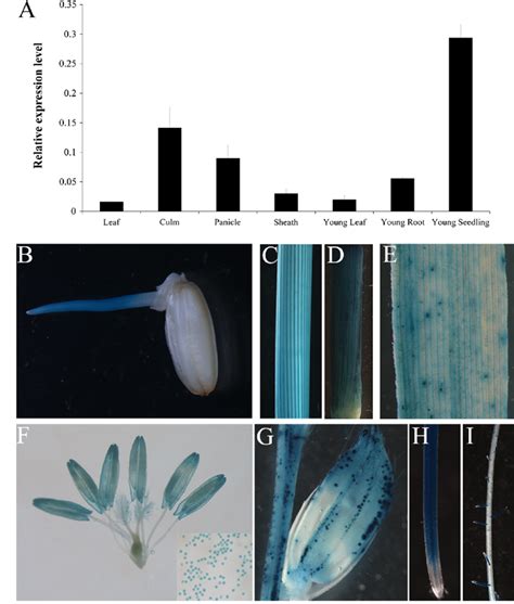 Spatial Expression Pattern Of Wsl3 A Analysis Of Wsl3 Expression In Download Scientific