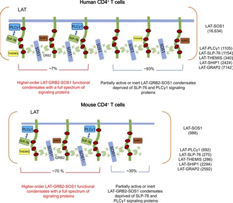 Model Summarizing The Composition And Stoichiometry Of Lat Condensates Download Scientific