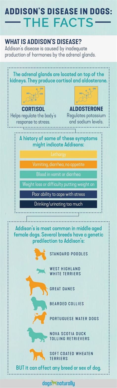 Addisons Disease In Dogs