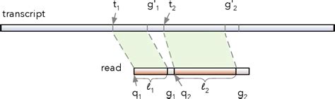 Figure 1 From Salmon Accurate Versatile And Ultrafast Quantiﬁcation From Rna Seq Data Using