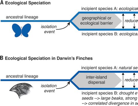 Ecological Speciation In Darwins Finches Ghosts Of Finches Future
