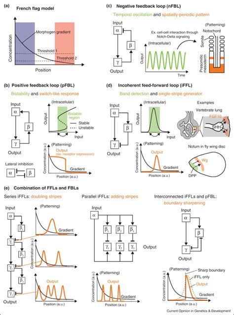 Pattern Generating Gene Regulatory Networks Grns A French Flag