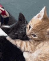 Cats Kiss S Tenor