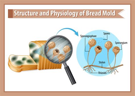 Structure And Physiology Of Bread Mold 12495950 Vector Art At Vecteezy