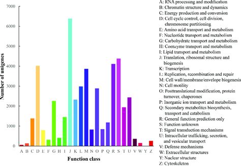 Histogram Presentation Of Clusters Of Orthologous Groups COG Download Scientific Diagram