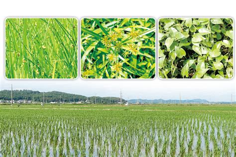 잡초와의 전쟁에서 승리할 제초제만 모았다