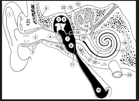 Korva I Diagram Quizlet
