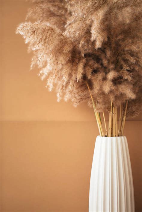 Pampas Grass Is Back Why The 70s Swingers Myth Is All But Forgotten