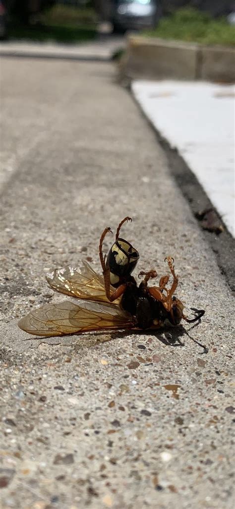 What Is This Brownish Bug Rwhatsthisbug