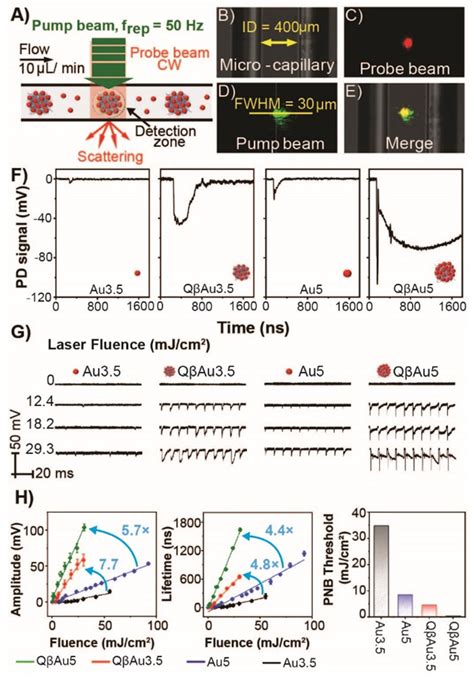 Enhanced Nanobubble Formation Gold Nanoparticle Conjugation To Qβ