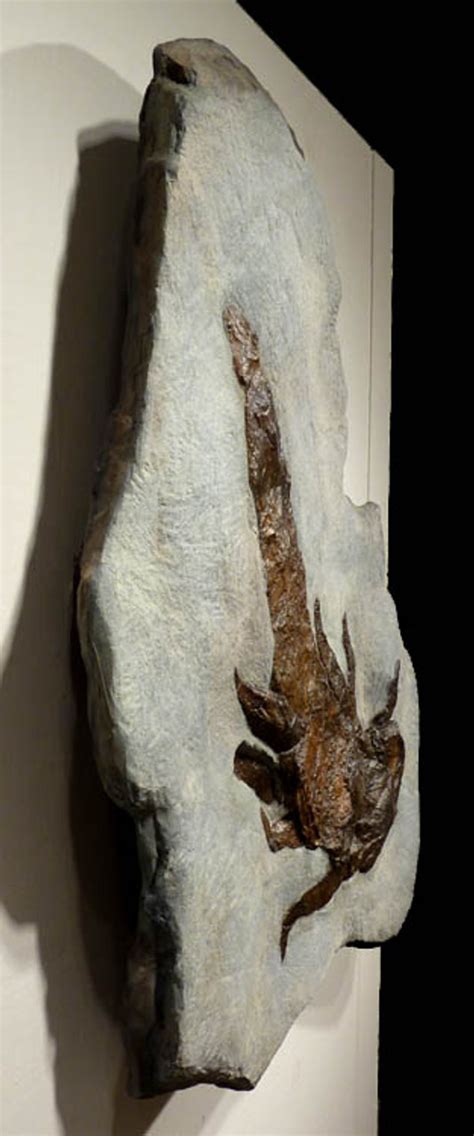 Eur001 Largest Nearly 3 Foot Devonian Sea Scorpion Eurypterid With 3