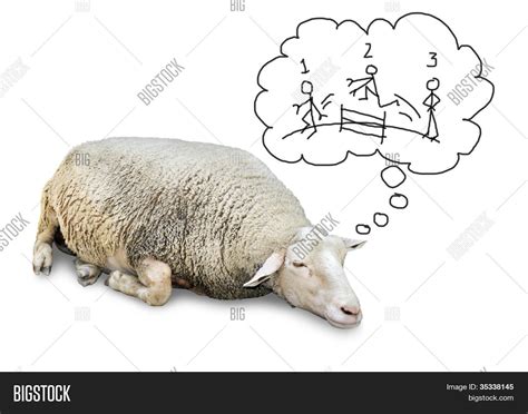 Sleeping Sheep Image Photo Free Trial Bigstock