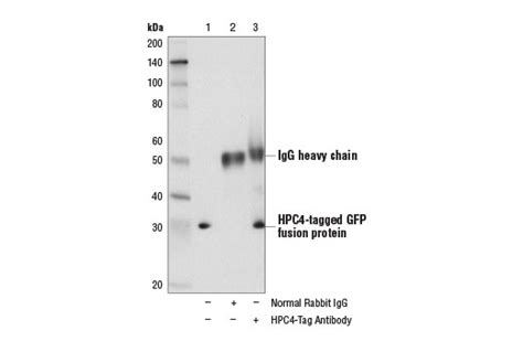 HPC4 Tag Antibody Cell Signaling Technology