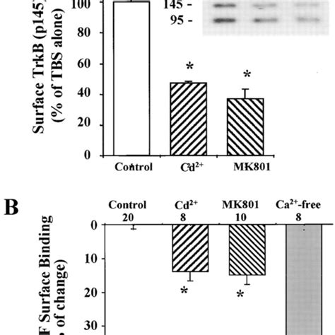 Activity Dependent Modulation Of The Surface Binding Of Bdnf Receptors Download Scientific