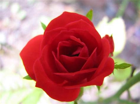 Aphrodite Tell All Adonis Me And The First Red Rose Kimberly Us