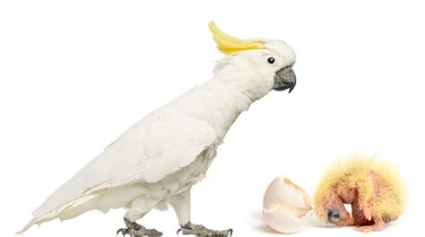 Cockatoo Parrot Eggs For Sale Is It Legal To Buy Parrot Eggs