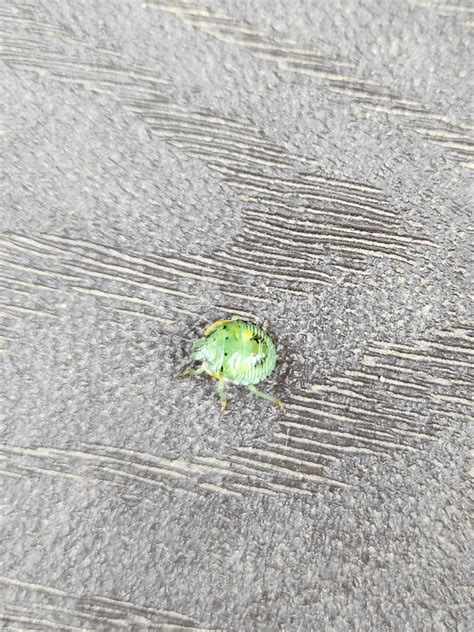 Greenish Bug Midwest R Whatsthisbug