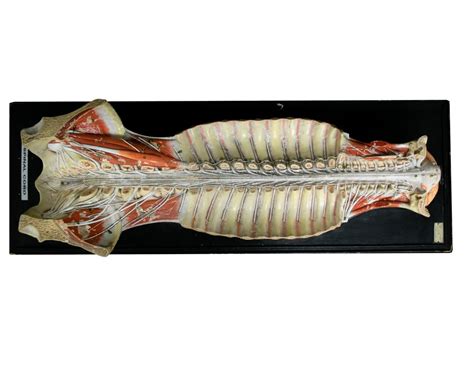 Practical 1 Spinal Cord Model Diagram Quizlet