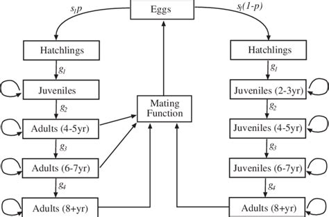 Two Sex Model Of A Painted Turtle Population Incremented Yearly Download Scientific Diagram