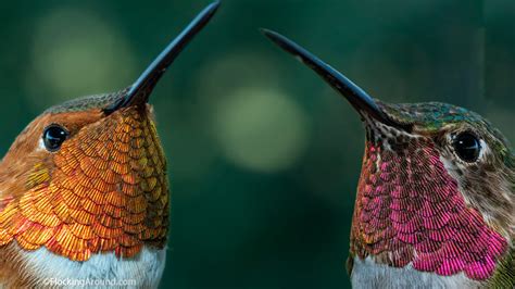 Rufous Hummingbird Vs Broad Tailed Hummingbird