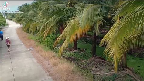 แบ่งขายที่ดินสวนมะพร้าว4 ไร่ กว่า ต เกษตรพัฒนา บ้านแพ้ว ราคาพิเศษค่ะ ไร่ล่ะ 1 2 ลบ Ennxo