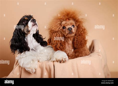American Cocker Spaniel Und Pudel American Cocker Spaniel And Poodle