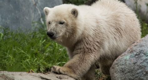 Pizzly Bears Exist — And Theyre More Common Than You Might Think
