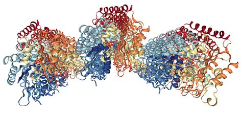 Beta Tubulin Tubb General Information Sino Biological