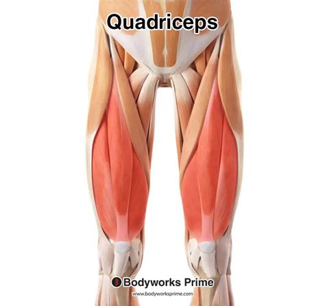 Hamstring Muscles Anatomy