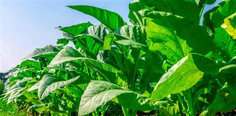 Close Up Of Tobacco Big Leaf Crops Growing In Tobacco Plantation Field