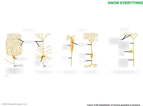 Classification Of Neurons According To Structure Diagram Quizlet
