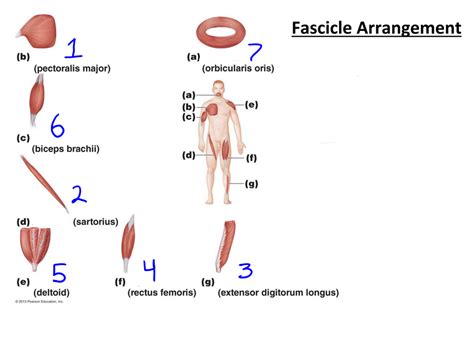Fascicle Arrangement Diagram Quizlet