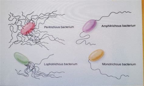 2 Virulence Factors Flashcards Quizlet
