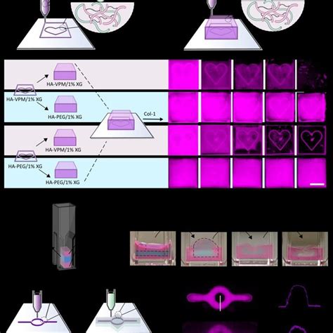 Protease Remodeling Of 3d Bioprinted Structures A Schematic Download Scientific Diagram