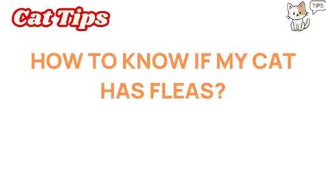 Unmasking The Mystery How To Know If Your Cat Has Fleas