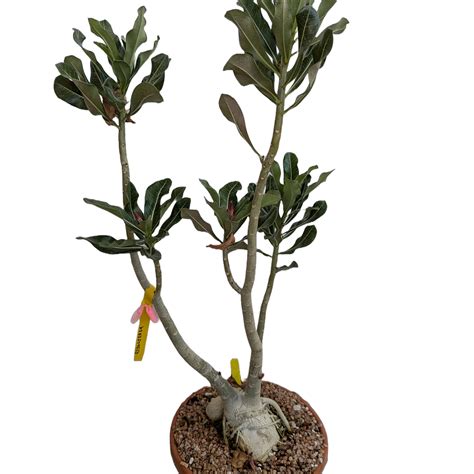 Adenium Nearly Perfect