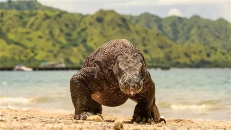 Komodo Dragon Habitat Where They Live And How To See Them Komodo Luxury