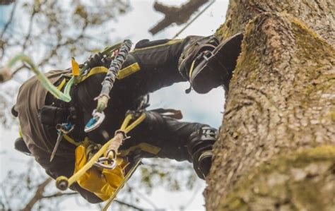 The Complete Guide To Tree Trimming And Pruning