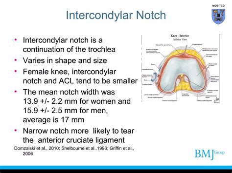 Anatomy Of Anterior Cruciate Ligament Ppt