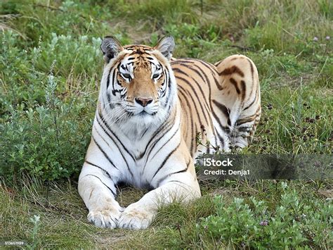 Harimau Benggala Foto Stok Unduh Gambar Sekarang Alam Beristirahat