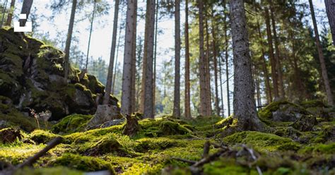 낮 동안 갈색 나무 줄기에 녹색 이끼 사진 Unsplash의 무료 파체르코펠 이미지