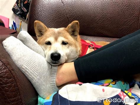 狗帶繩掉進水溝！拉起「絲襪柴狸」秒裝委屈 網笑：再偷滑手機啊 Ettoday寵物雲 Ettoday新聞雲