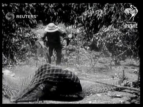 Viceroy Of India Goes Tiger Hunting 1923 Abhishek Prasad