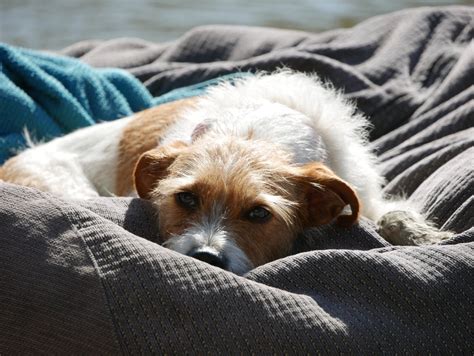 Sex Bonding And Breasts Unlocking One Of Attractions Oldest Mysteries