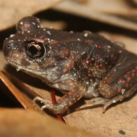 Frogs In West Virginia 14 Vibrant Species