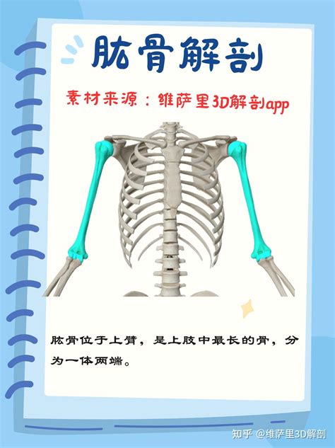 维萨里3D解剖肱骨的解剖 知乎