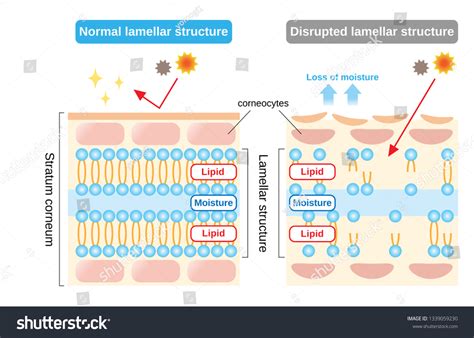 818 Imagens De Lamellar Structure Imagens Fotos Stock E Vetores Shutterstock